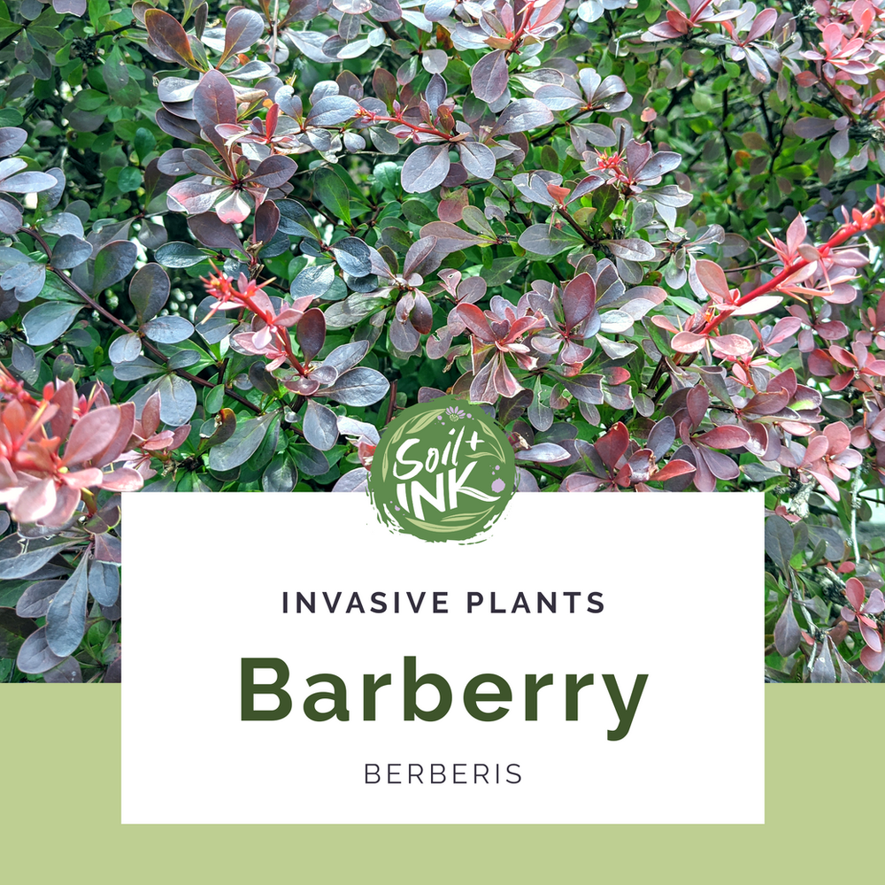 INVASIVE PLANTS: Barberry