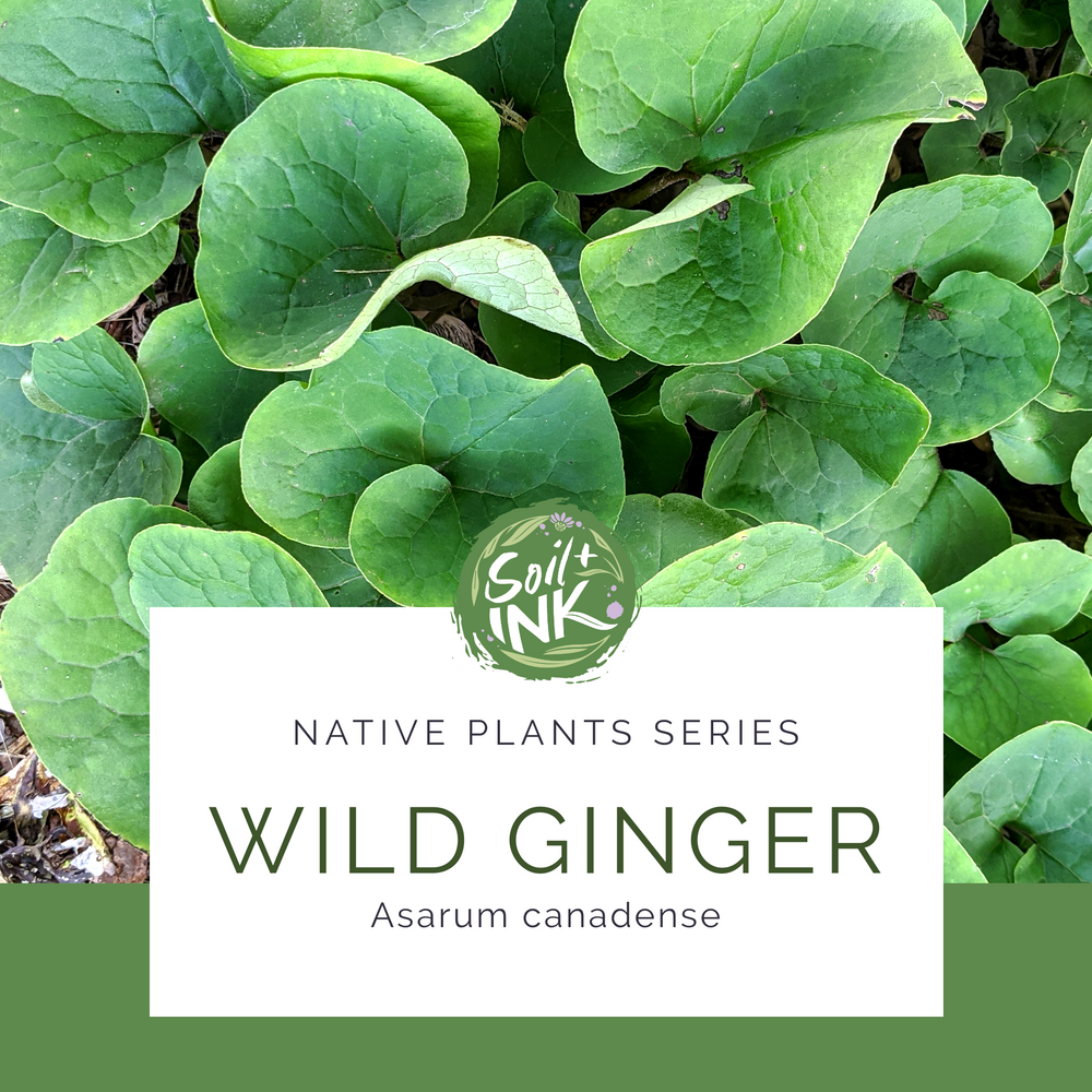 Native Plants Series: Wild Ginger