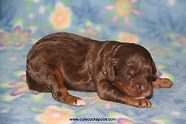 Red, Apricot, Merle, Sable, Parti, Tri-Colored Cockapoo Puppies Cute C