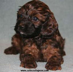 Red, Apricot, Merle, Sable, Parti, Tri-Colored Cockapoo Puppies Cute C