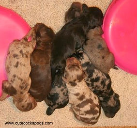 Red, Apricot, Merle, Sable, Parti, Tri-Colored Cockapoo Puppies Cute C