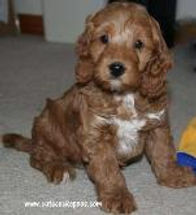 Red, Apricot, Merle, Sable, Parti, Tri-Colored Cockapoo Puppies Cute C