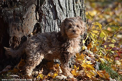 Red, Apricot, Merle, Sable, Parti, Tri-Colored Cockapoo Puppies Cute C
