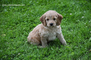 Buff Cockapoo Puppies Available for Sale Cute Cockapoos