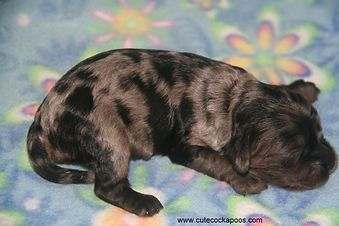 Red, Apricot, Merle, Sable, Parti, Tri-Colored Cockapoo Puppies Cute C