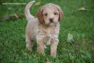 Red, Apricot, Merle, Sable, Parti, Tri-Colored Cockapoo Puppies Cute C