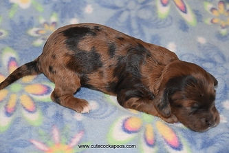 Red, Apricot, Merle, Sable, Parti, Tri-Colored Cockapoo Puppies Cute C