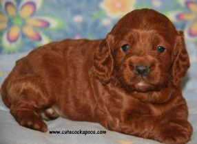 Red, Apricot, Merle, Sable, Parti, Tri-Colored Cockapoo Puppies Cute C