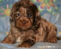 Red, Apricot, Merle, Sable, Parti, Tri-Colored Cockapoo Puppies Cute C