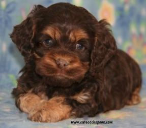 Red, Apricot, Merle, Sable, Parti, Tri-Colored Cockapoo Puppies Cute C