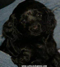 Red, Apricot, Merle, Sable, Parti, Tri-Colored Cockapoo Puppies Cute C
