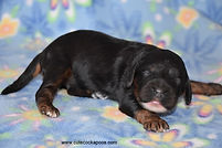 Red, Apricot, Merle, Sable, Parti, Tri-Colored Cockapoo Puppies Cute C