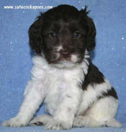 Red, Apricot, Merle, Sable, Parti, Tri-Colored Cockapoo Puppies Cute C