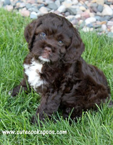Buff Cockapoo Puppies Available for Sale Cute Cockapoos