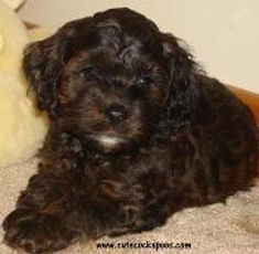 Red, Apricot, Merle, Sable, Parti, Tri-Colored Cockapoo Puppies Cute C