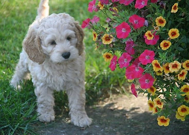 Red, Apricot, Merle, Sable, Parti, Tri-Colored Cockapoo Puppies Cute C