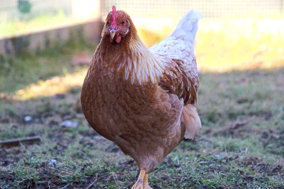 Whiting True Green | Roost n' Gardens