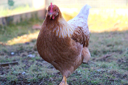 Whiting True Green | Roost n' Gardens