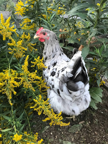 Splash Maran | Roost n' Gardens