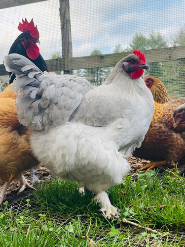 Lavender Marans | Roost n' Gardens