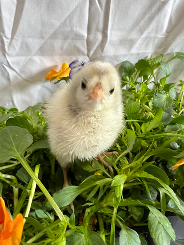 Silver Spangled Appenzeller Spitzhauben | Roost n' Gardens