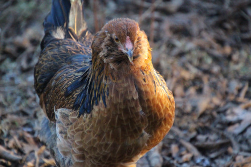 Easter Egger | Roost n' Gardens