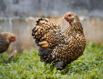 Chocolate Laced Gold Orpington | Roost n' Gardens