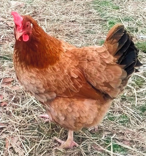 French Black-Tailed Red Maran | Roost n' Gardens