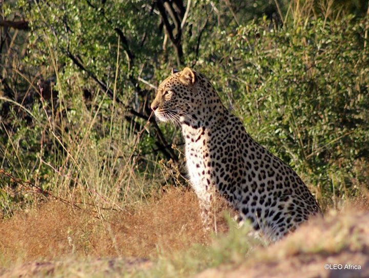 How to identify leopards