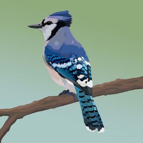 Blue Jay - Bird Art - Graphic Art Print | Lehoux Art