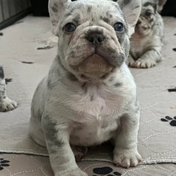 Blue Merle French Bulldog Puppies in San Francisco | FrenchBulldog.com