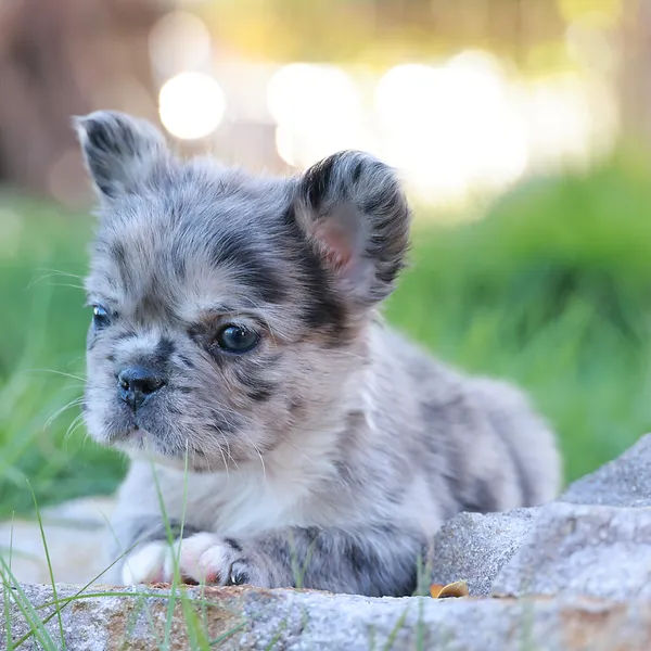 Black Merle Fluffy French Bulldog in California | FrenchBulldog.com