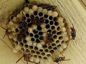 bee nest id