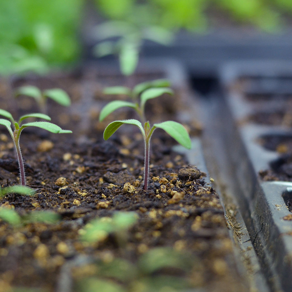 Events | Plant Chicago