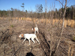 HOME | hunter-run-farm