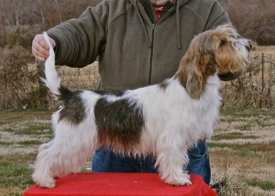 pbgv