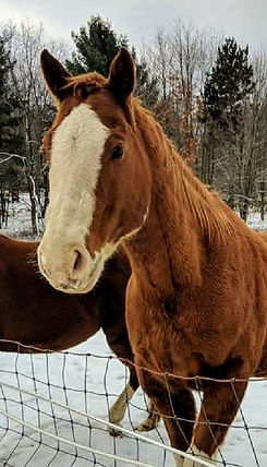 Our Horses | Rockin' L Ranch