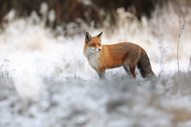 Five fast facts about clever and cunning red foxes
