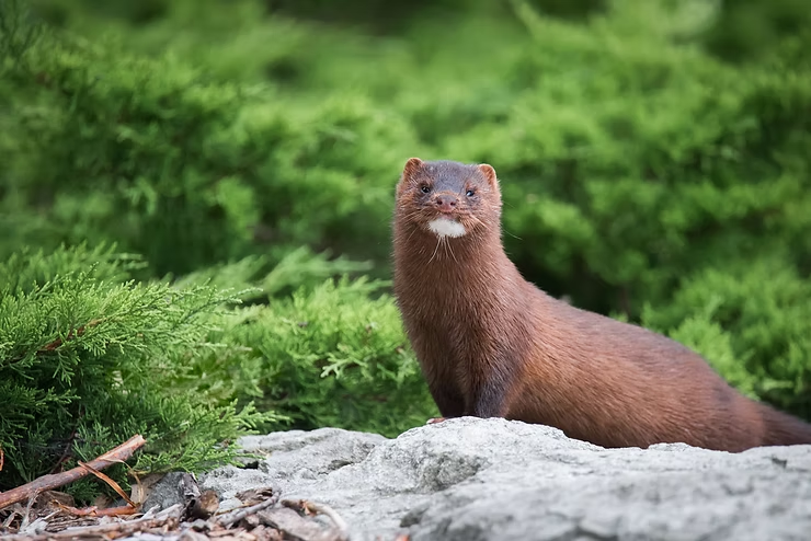 Five fast facts about mighty minks