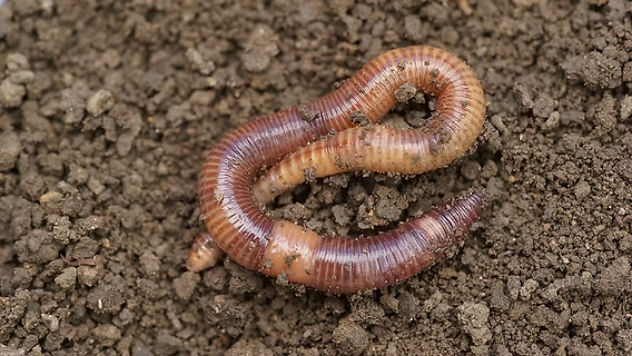 wiggly worms