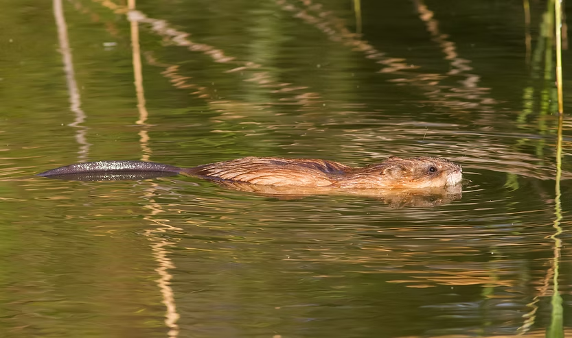 Muskrat love: Get to know this aquatic animal