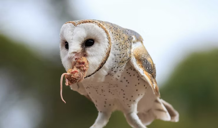10 wild facts about our beloved birds