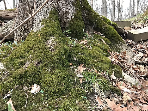 what does moss on trees indicate