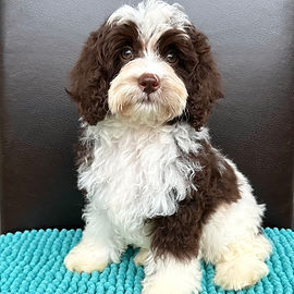 Colour & Coat Guide | Cloud Nine Cavoodles