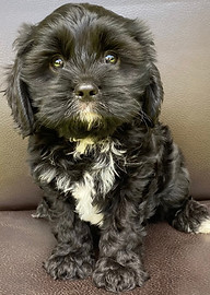 Colour & Coat Guide | Cloud Nine Cavoodles