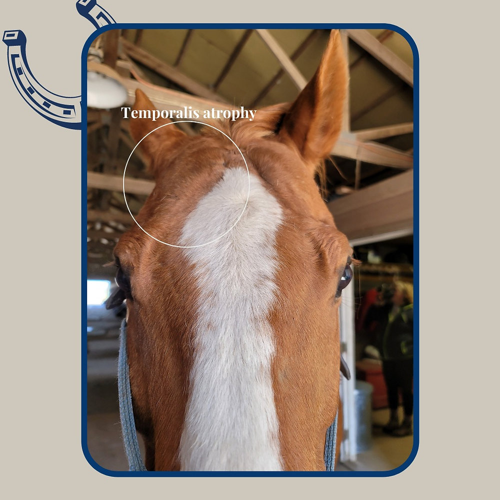 Equine Muscle Atrophy - What is it & why does it happen?
