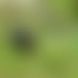 Phytex Australia | API Manufacturer | Extraction & Isolation