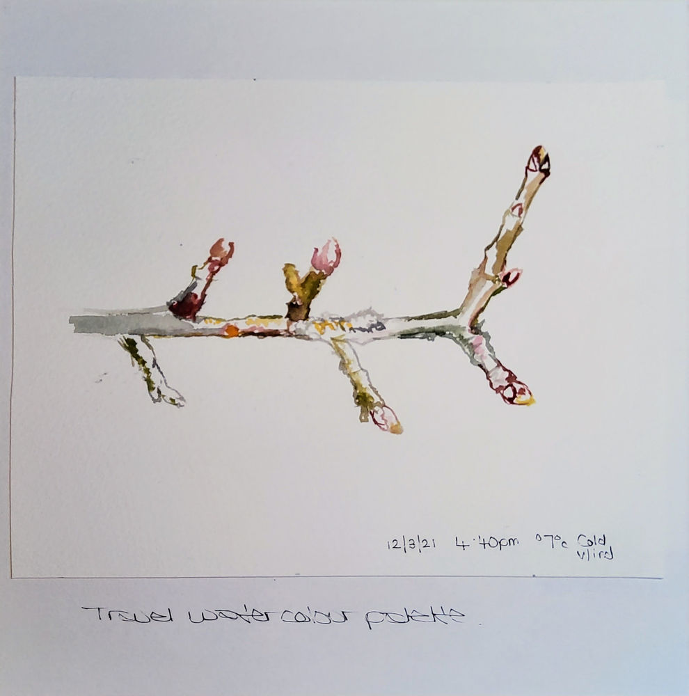 Raspberry Thief Forum | Website