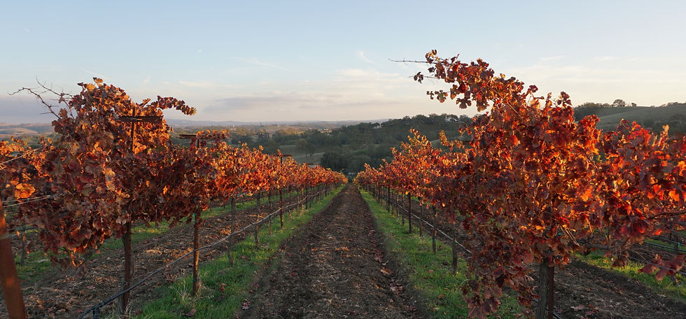 Paso Robles | Defiance Vineyard | United States