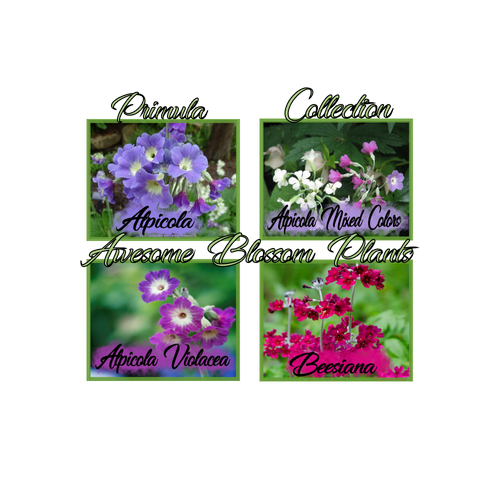 Pick a 4 Pack of Primula Seed | | Awesome Blossom Plants
